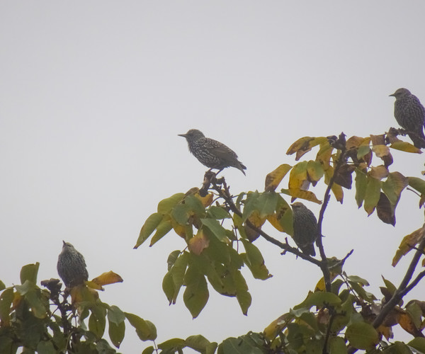 ArtStation - Birds Reference Pack | Resources