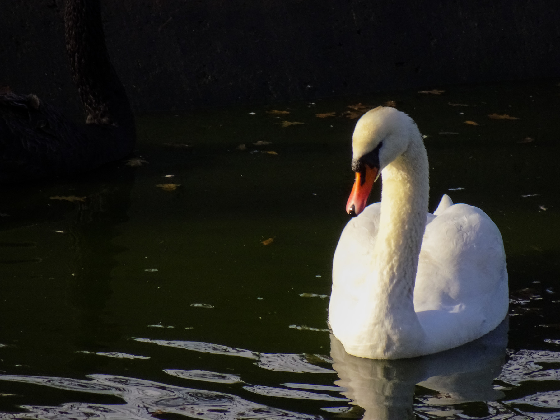 ArtStation - Birds Reference Pack | Resources