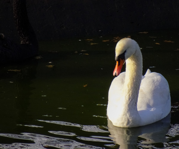 ArtStation - Birds Reference Pack | Resources