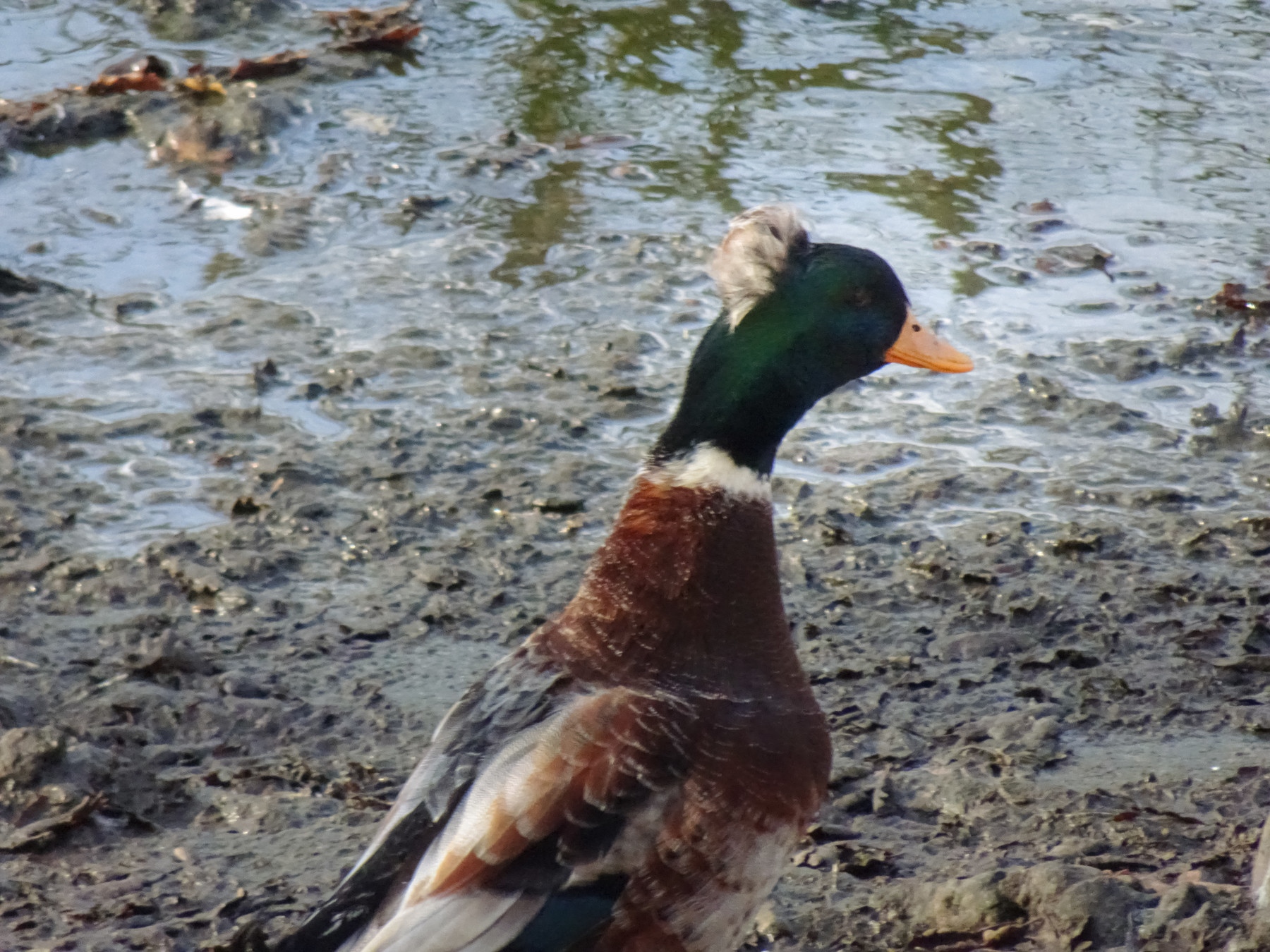 ArtStation - Birds Reference Pack | Resources