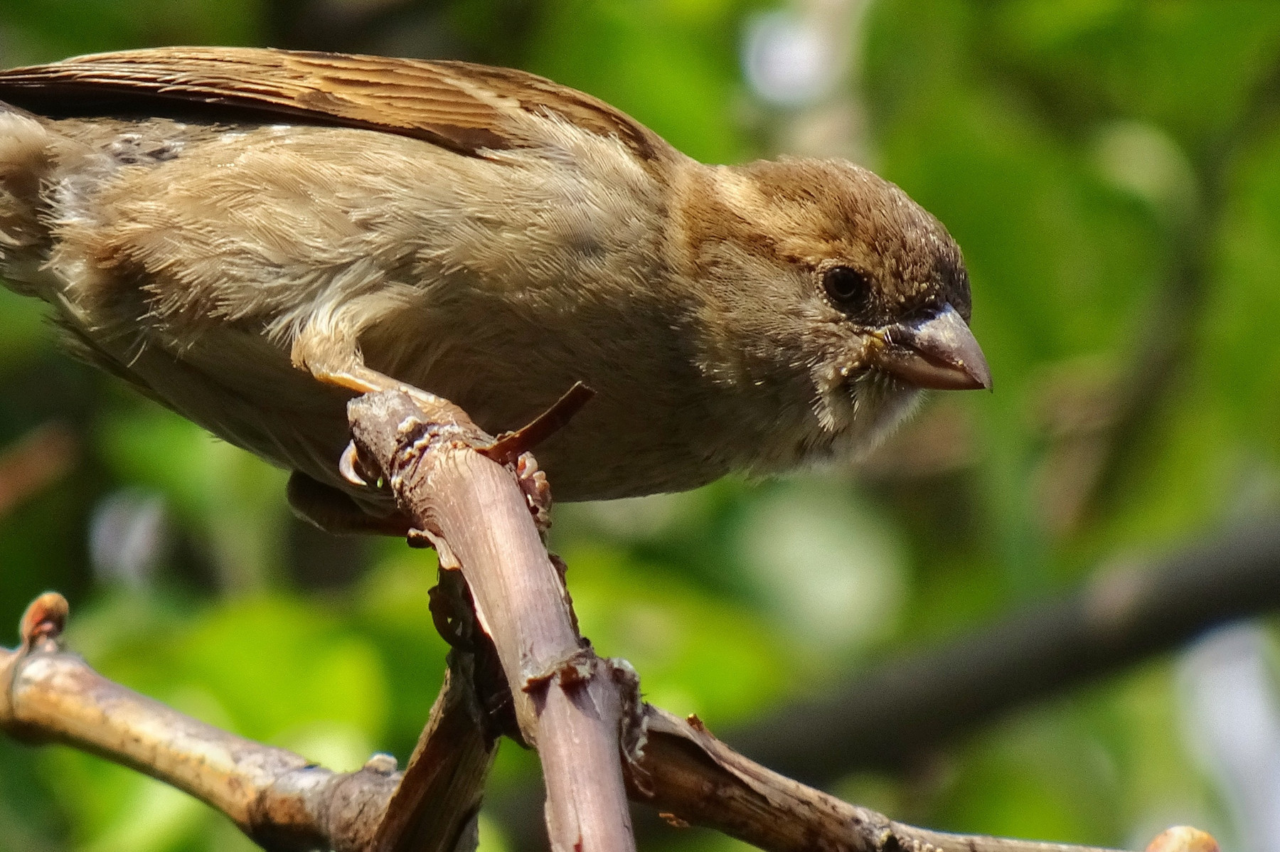 ArtStation - Birds Reference Pack | Resources