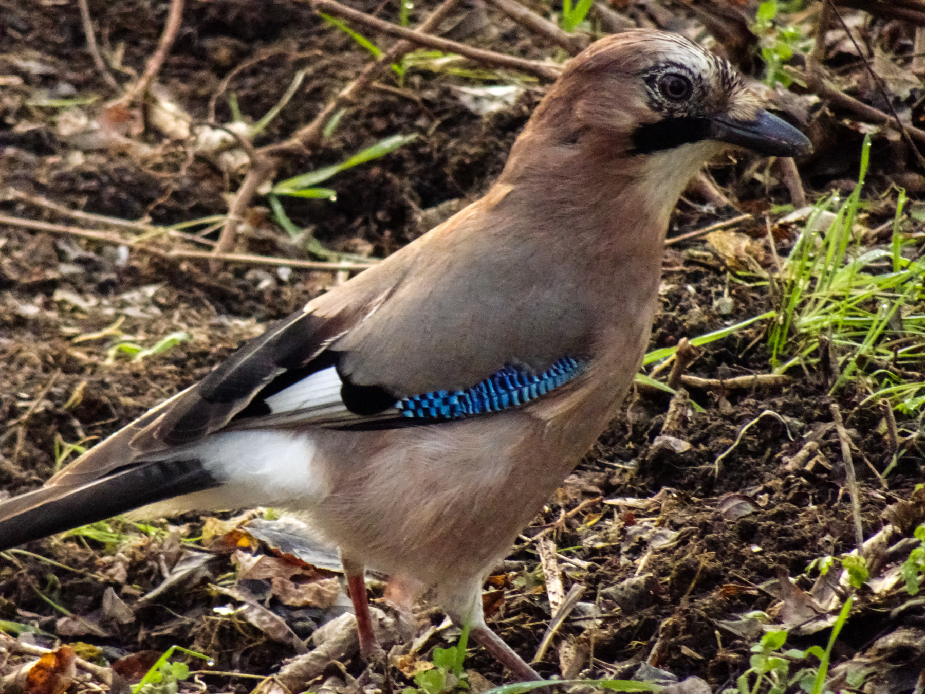 ArtStation - Birds Reference Pack | Resources