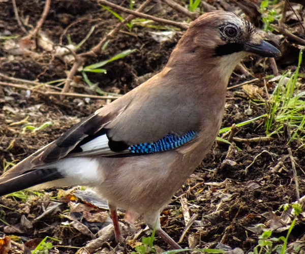 ArtStation - Birds Reference Pack | Resources