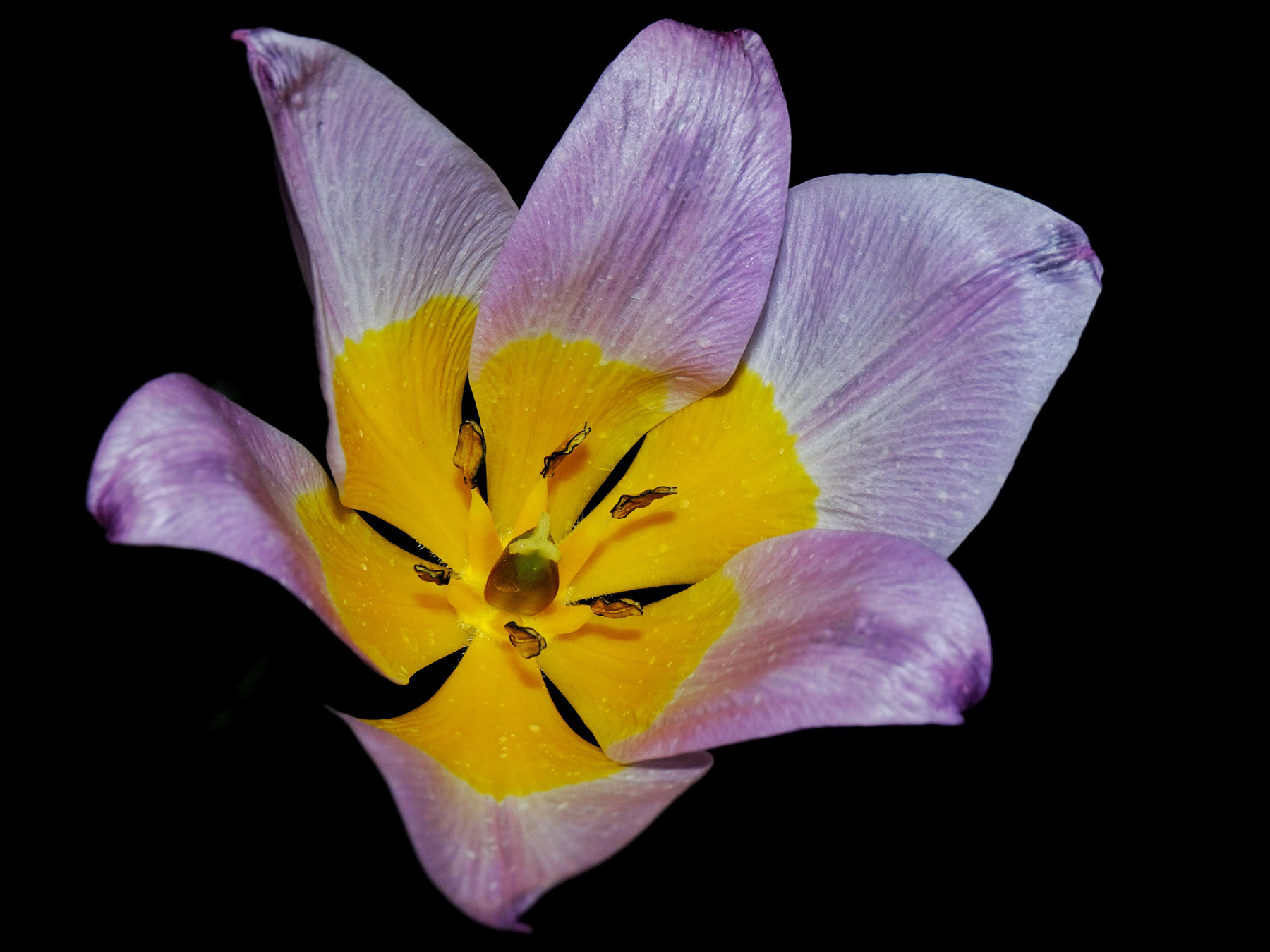 ArtStation - Nature Reference Pack | Resources