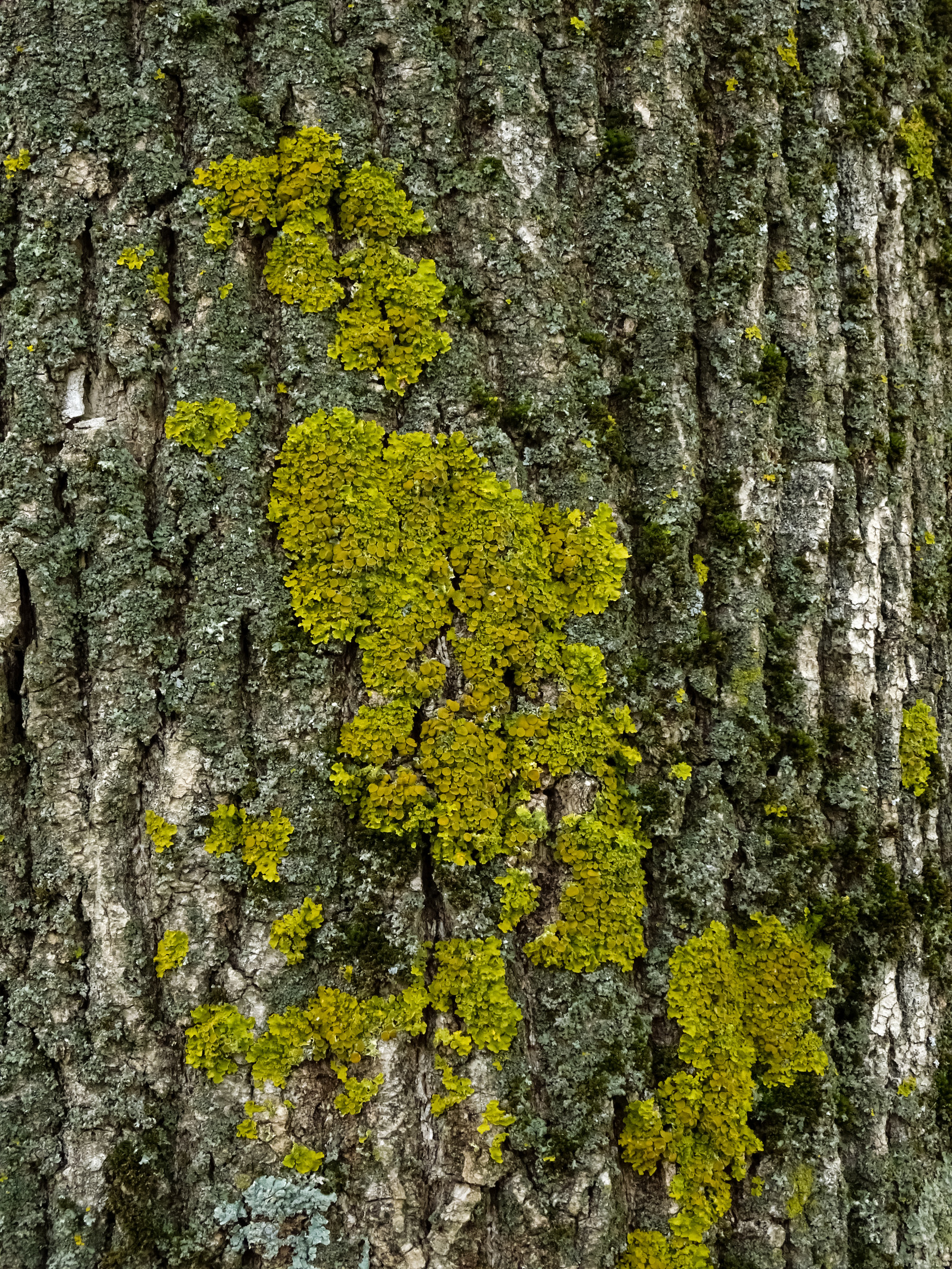 ArtStation - Nature Reference Pack | Resources