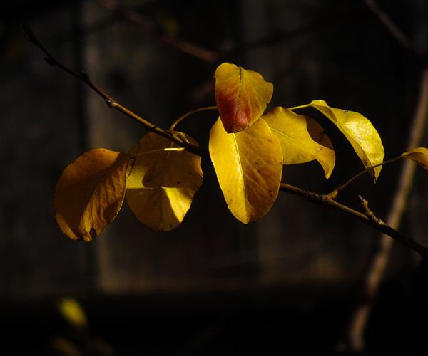 ArtStation - Nature Reference Pack | Resources