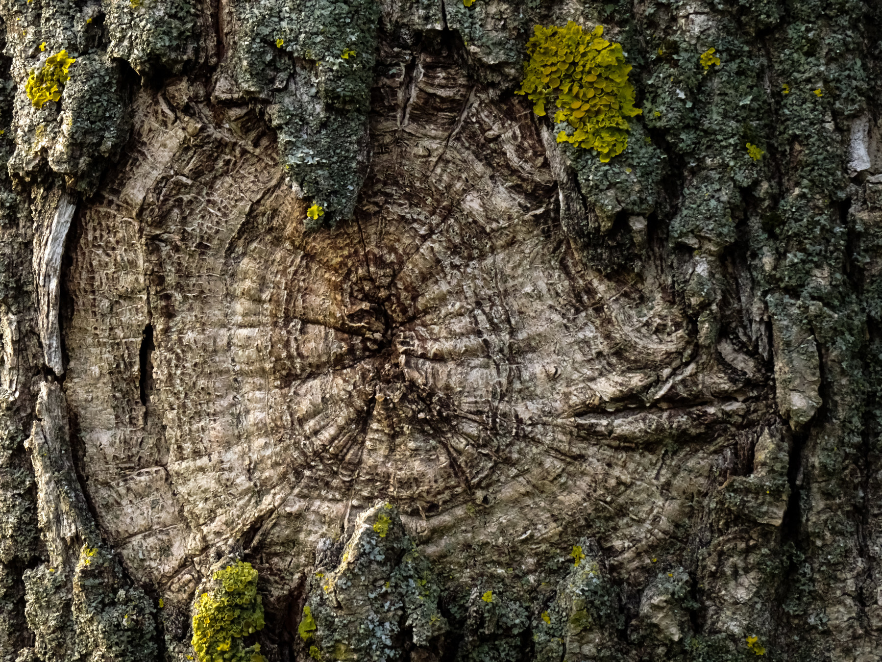 ArtStation - Nature Reference Pack | Resources