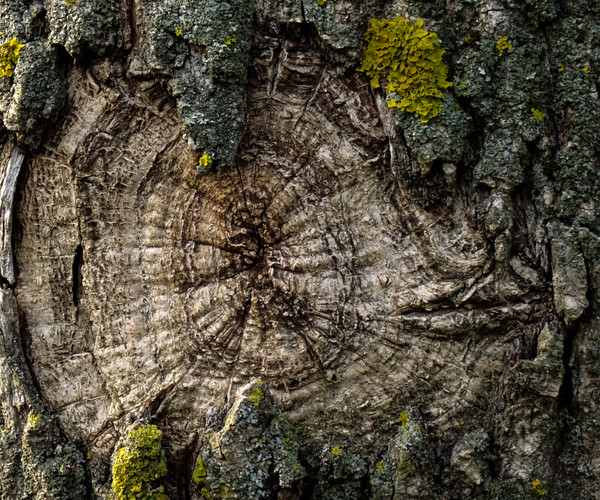 ArtStation - Nature Reference Pack | Resources