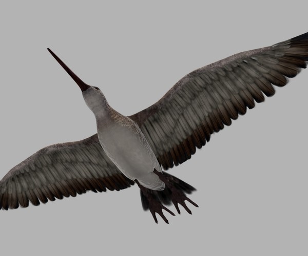 ArtStation - Snipe Bird Rig | Resources