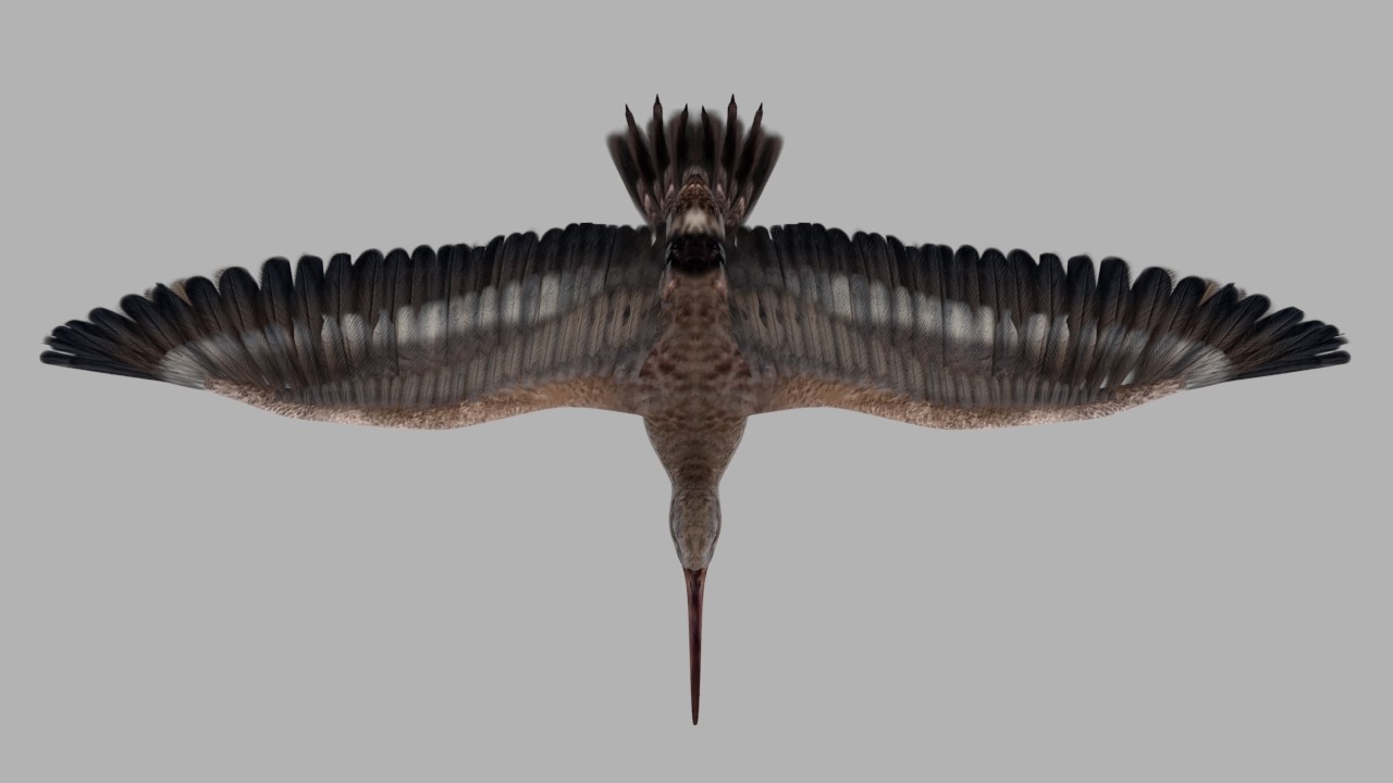 ArtStation - Snipe Bird Rig | Resources