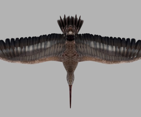 ArtStation - Snipe Bird Rig | Resources