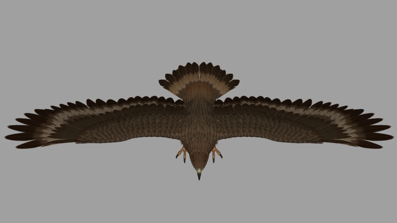 ArtStation - Eagle Rig | Resources