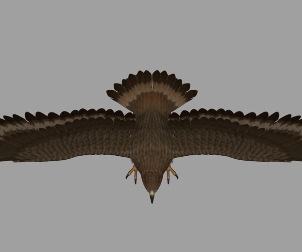 ArtStation - Eagle Rig | Resources