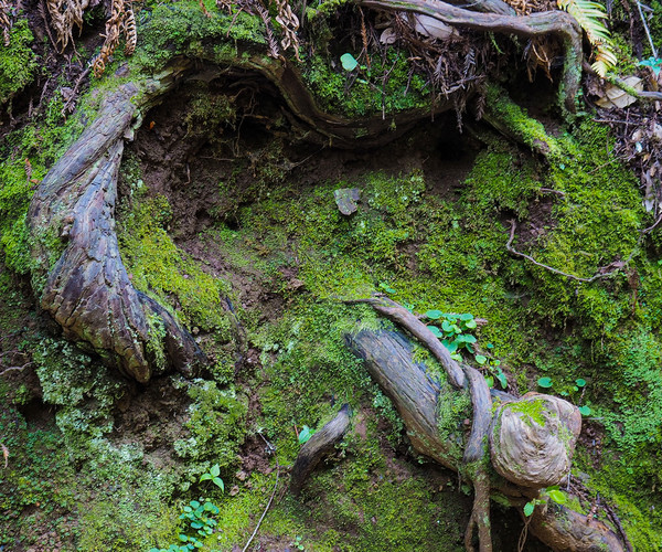 ArtStation - Deep Forest Photo Ref Pack | Resources