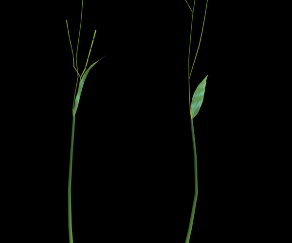 ArtStation - Nature asset packVol_01 | Resources