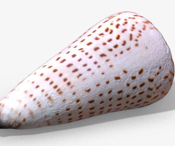 ArtStation - Photorealistic Seashells Collection - Scanned PBR | Resources