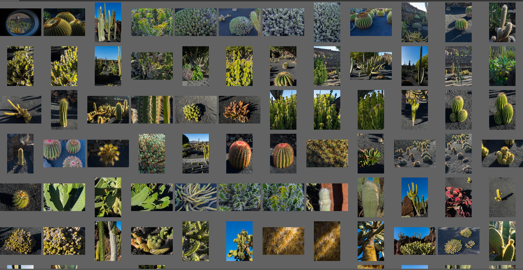 ArtStation - CACTUS Garden Texture PACK | Resources