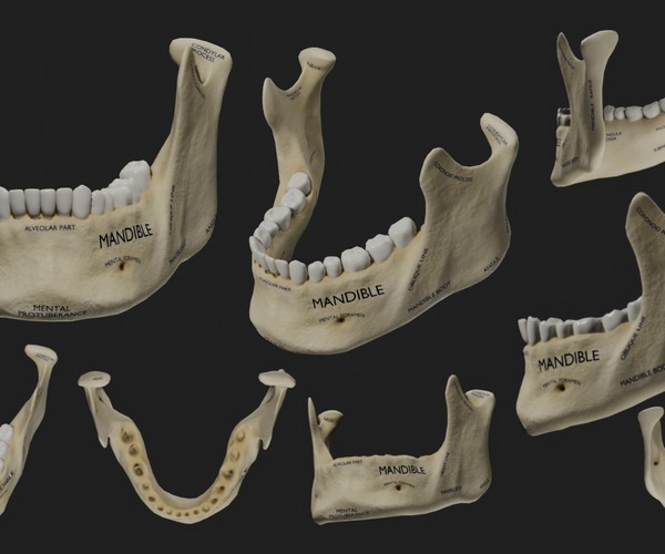 ArtStation - PBR male skull model | Resources