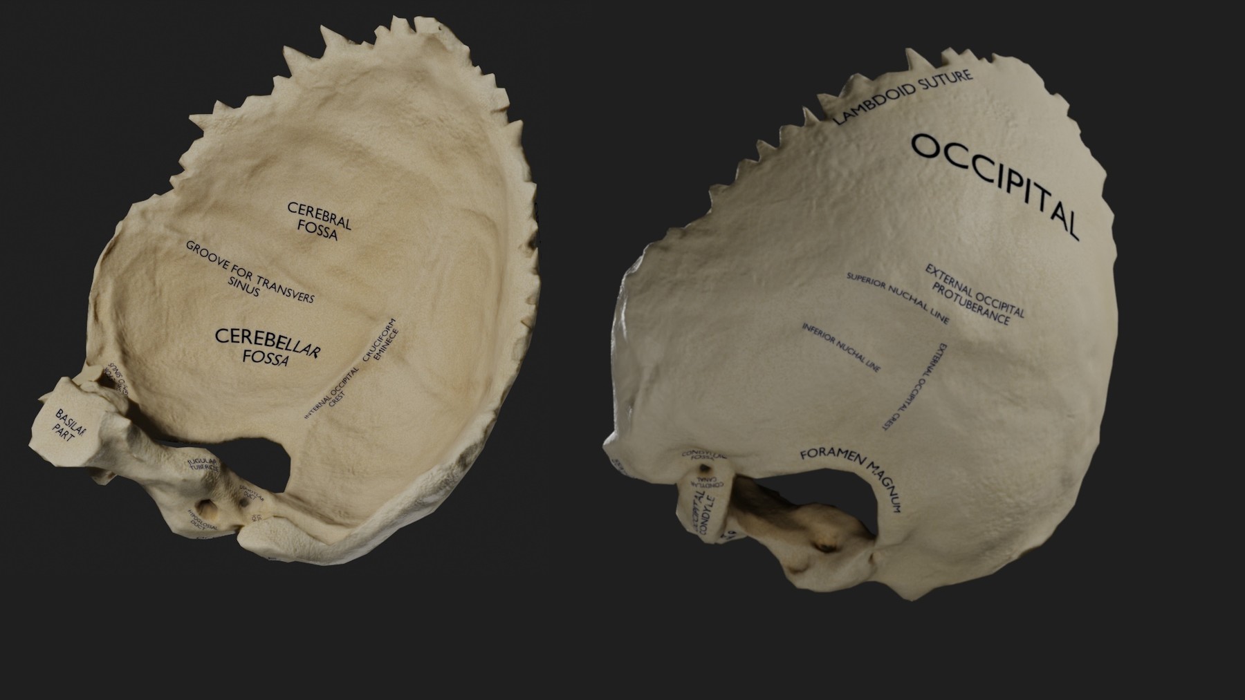 ArtStation - PBR male skull model | Resources