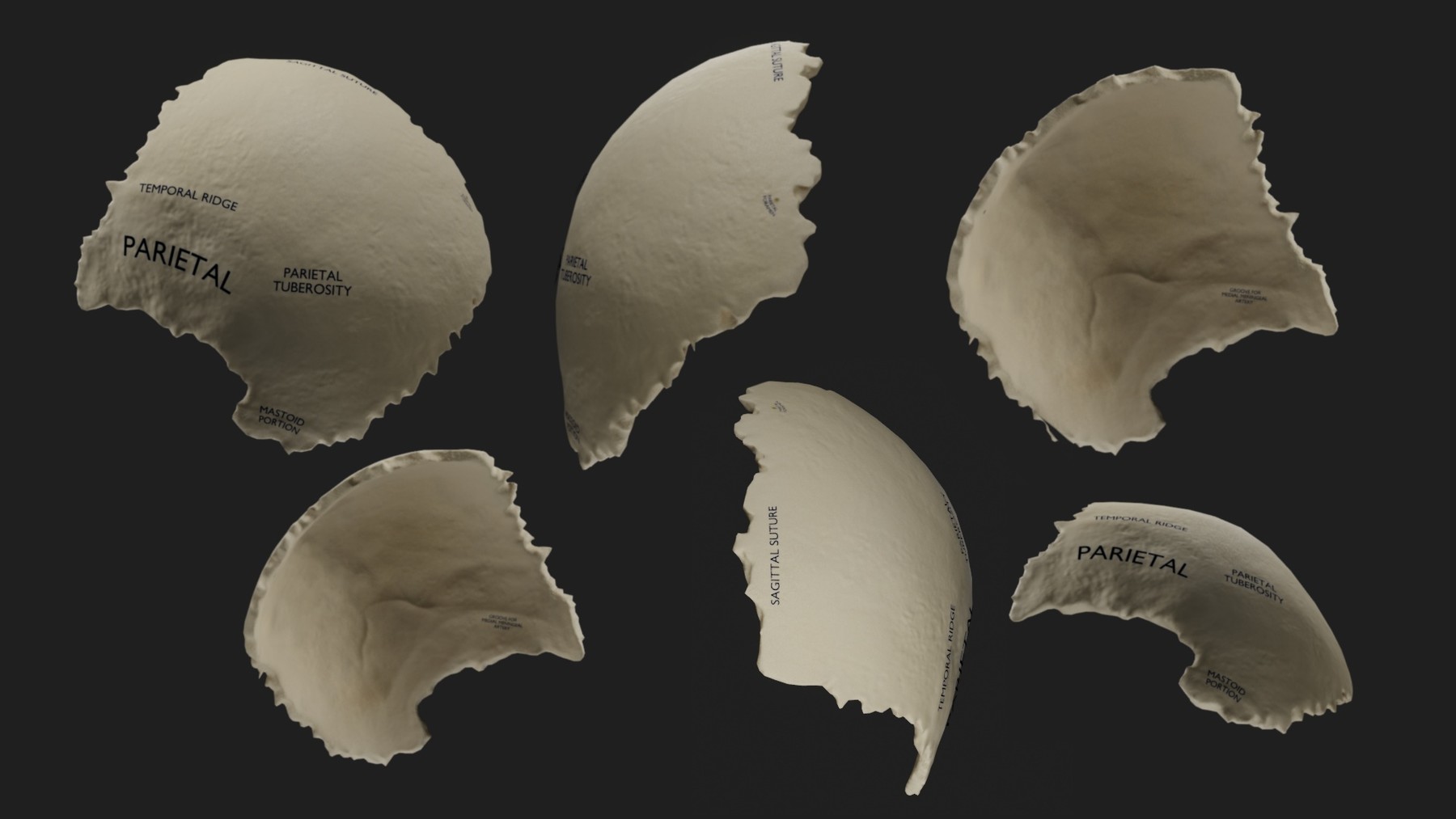 ArtStation - PBR male skull model | Resources