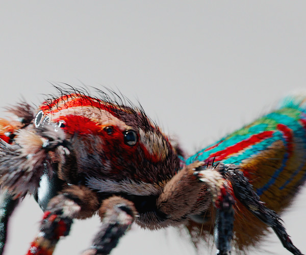 ArtStation - Peacock Spider Fur Grooming Tutorial | Tutorials