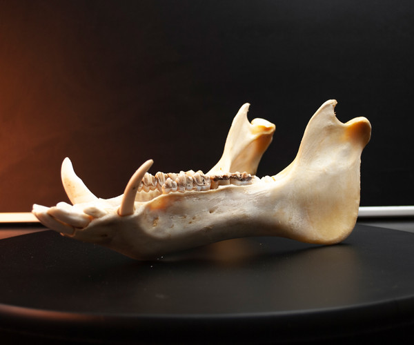 ArtStation - Boar Skull - 360 Reference photos | Resources