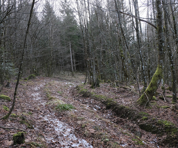 ArtStation - Forest Exploration Part II | Resources