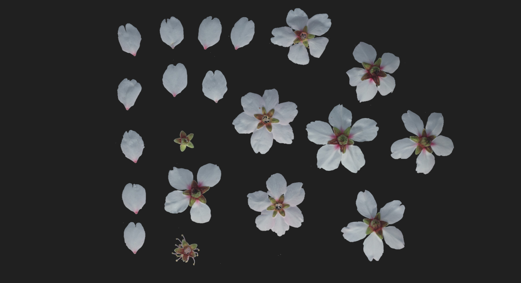 ArtStation - Photometric Scan Vegetation - Prunus Avium - Flowers 1 ...
