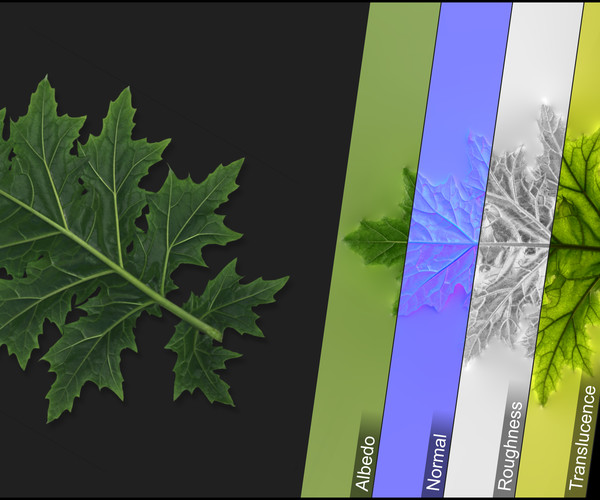 ArtStation - Photometric Scan Vegetation - Acanthus - Leaf 2 | Game Assets