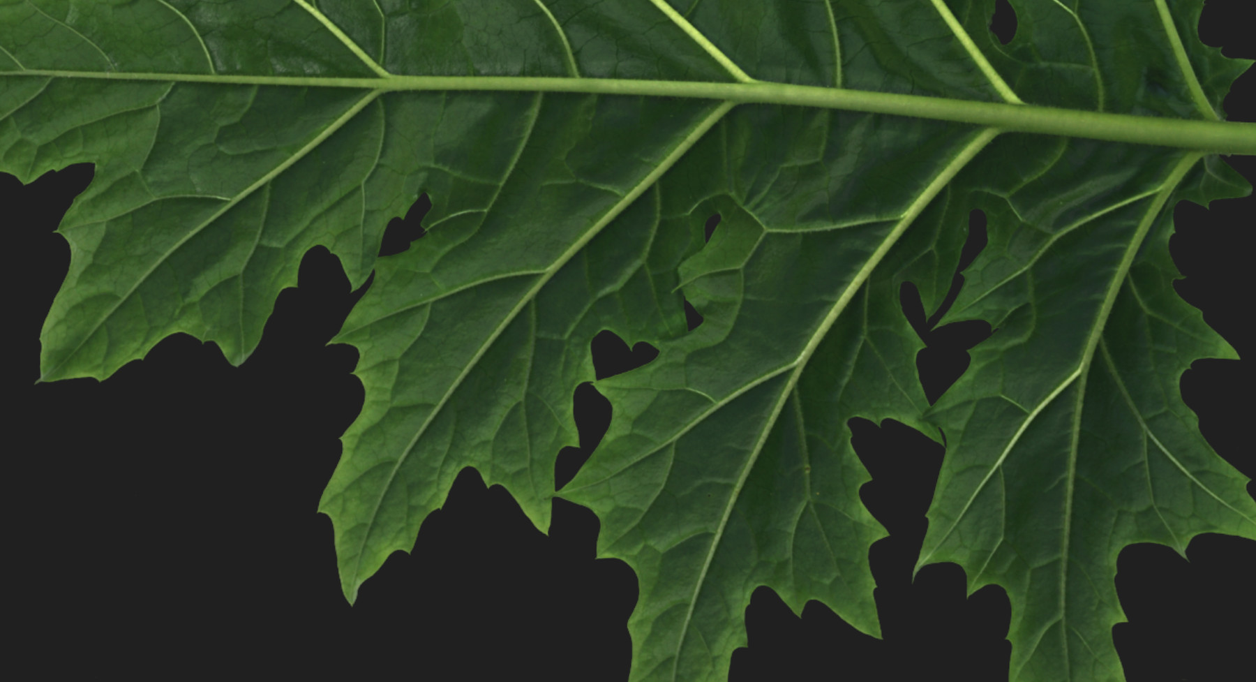 ArtStation - Photometric Scan Vegetation - Acanthus - Leaf 2 | Game Assets