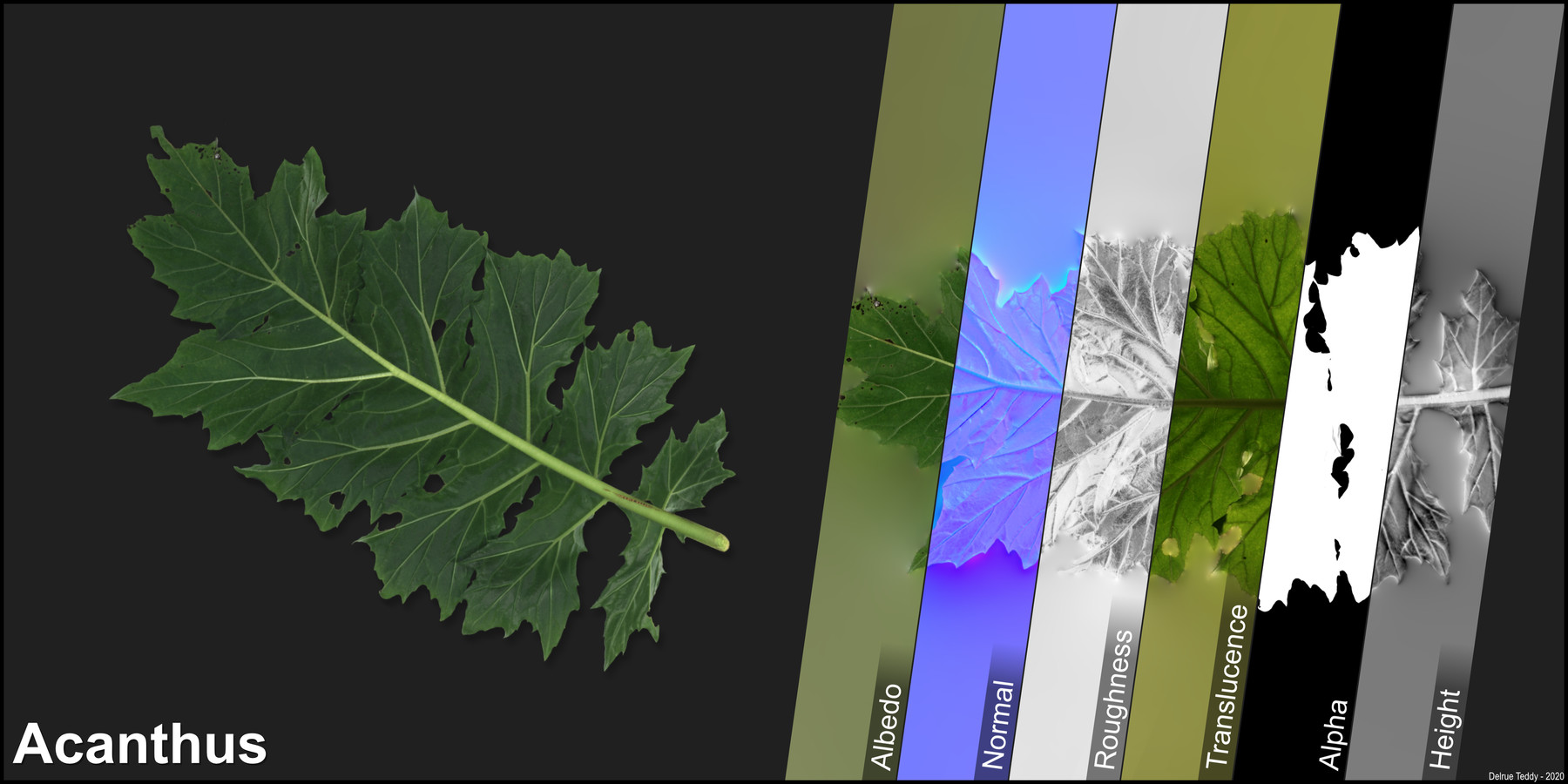 ArtStation - Photometric Scan Vegetation - Acanthus - Leaf 3 | Game Assets