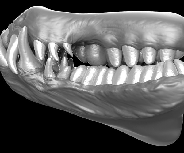 ArtStation - CREATURE KITS: Wolf Fish Teeth & Gums - High Poly OBJ File ...