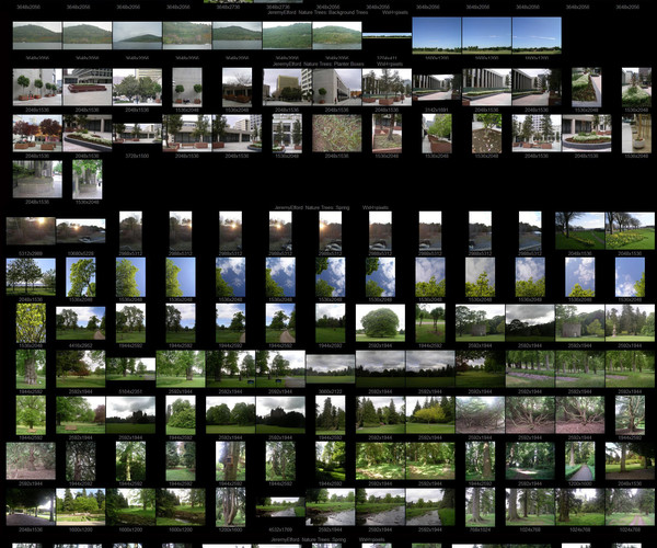 ArtStation - Tree Reference 1 | Resources