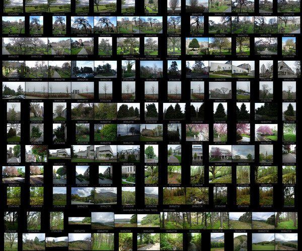 ArtStation - Tree Reference 1 | Resources