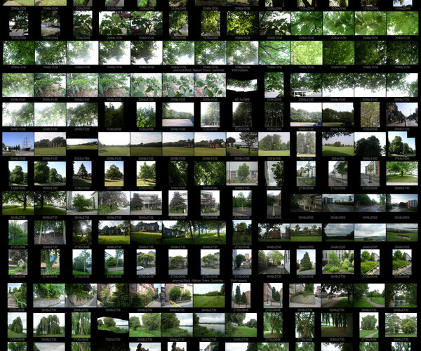 ArtStation - Tree Reference 1 | Resources