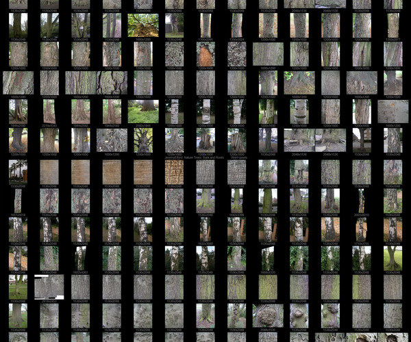 ArtStation - Tree Reference 2 | Resources