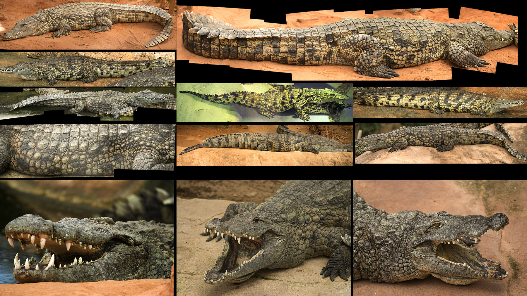 ArtStation - Crocodile High Res Photos for reference, bashing and ...