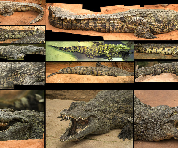 ArtStation - Crocodile High Res Photos for reference, bashing and ...