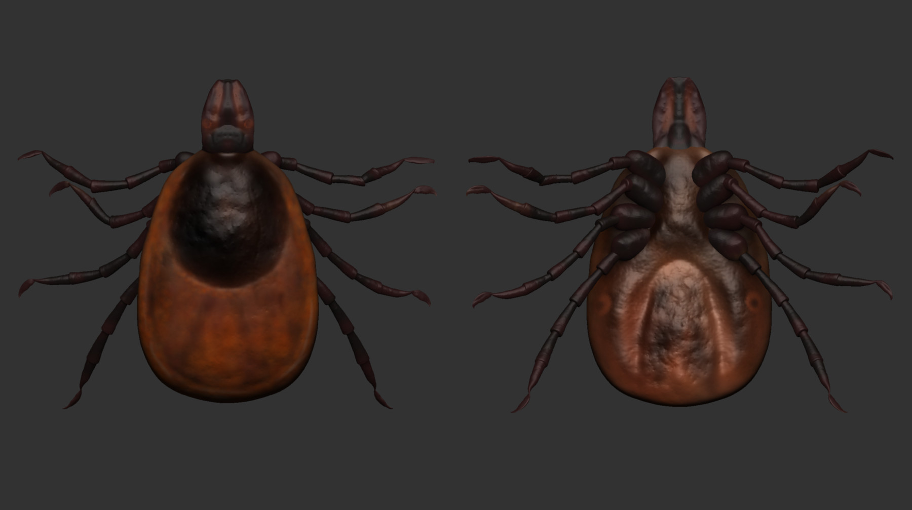 ArtStation - Deer Tick | Resources