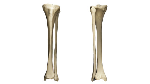 ArtStation - Tibia | Resources