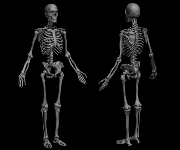 ArtStation - Anatomical Human Skeleton | Resources