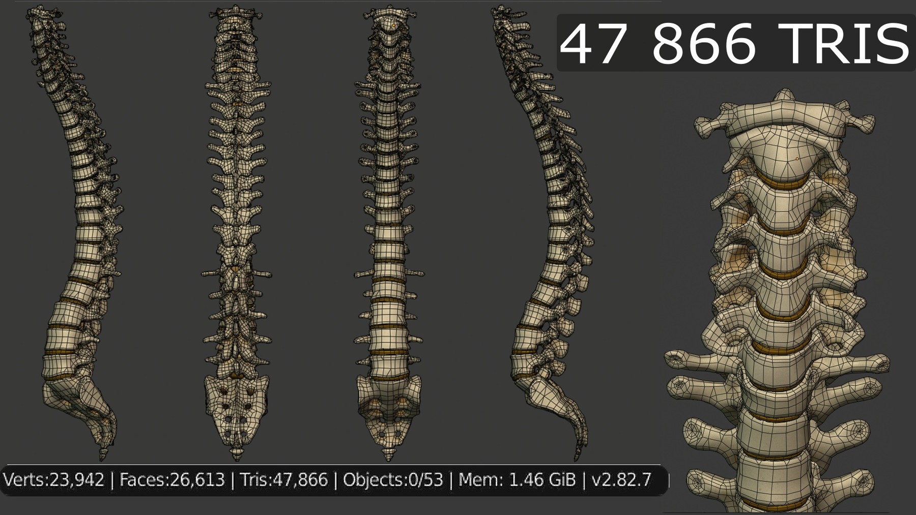 ArtStation - PBR Human Spine | Resources