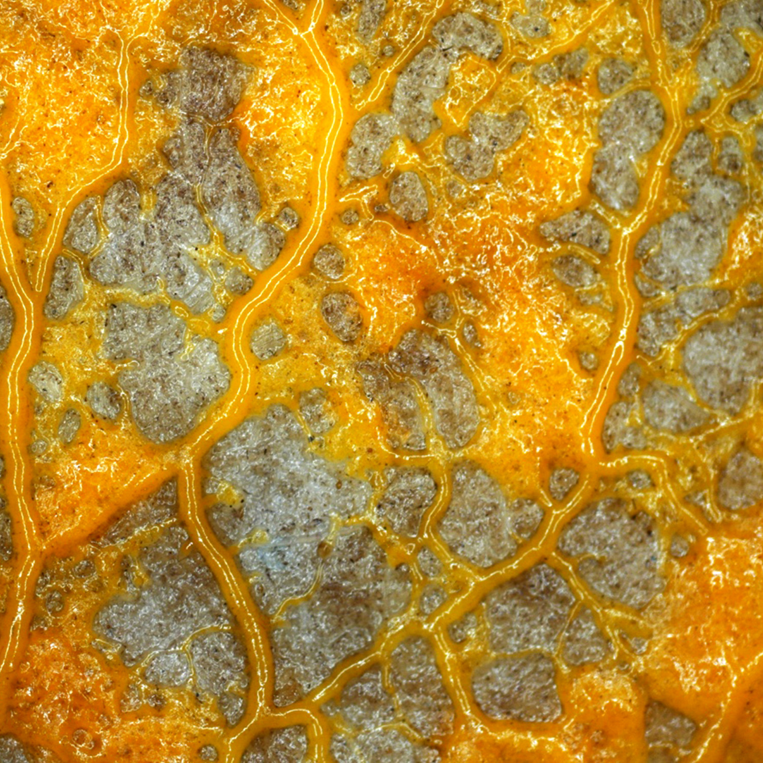 ArtStation - Organics Ultra (200 Images-kitbash-conceptart ) | Artworks