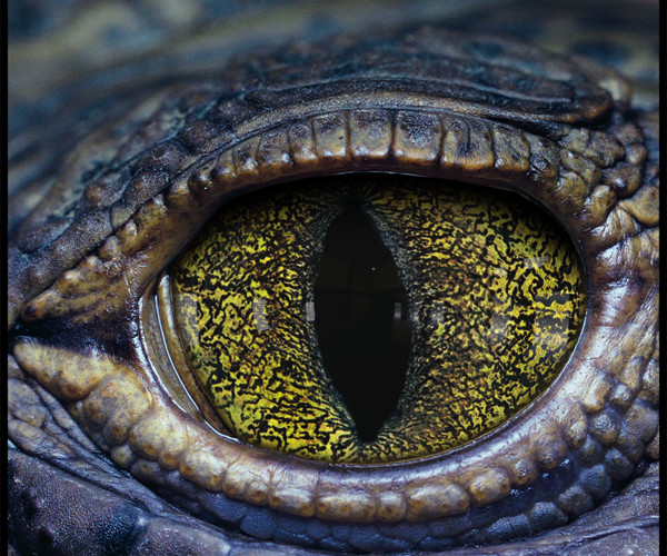 ArtStation - Creature Eye Textures - Vol 03 | Resources