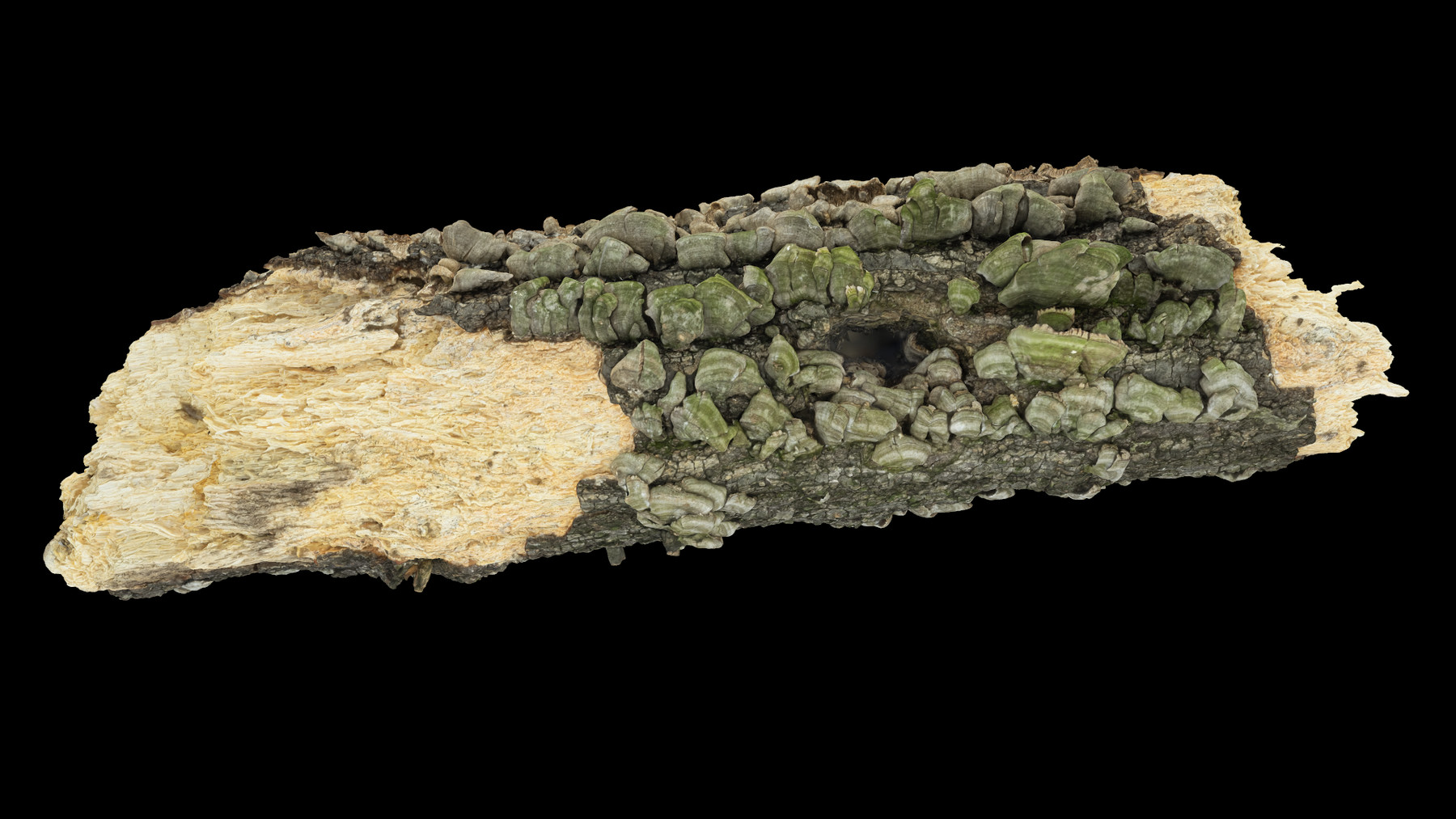 ArtStation - Photoscan_Broken Tree_0001_only HighPoly Mesh (16K Texture ...