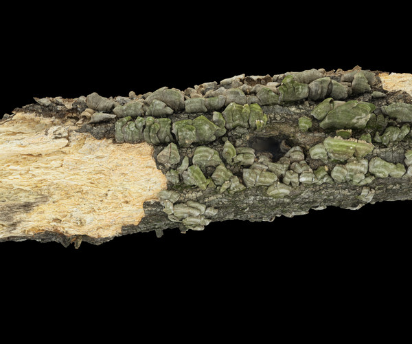 ArtStation - Photoscan_Broken Tree_0001_only HighPoly Mesh (16K Texture ...