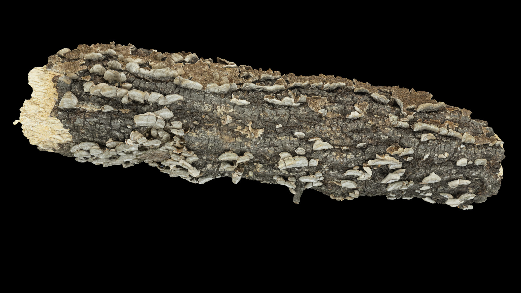 ArtStation - Photoscan_Broken Tree_0001_only HighPoly Mesh (16K Texture ...