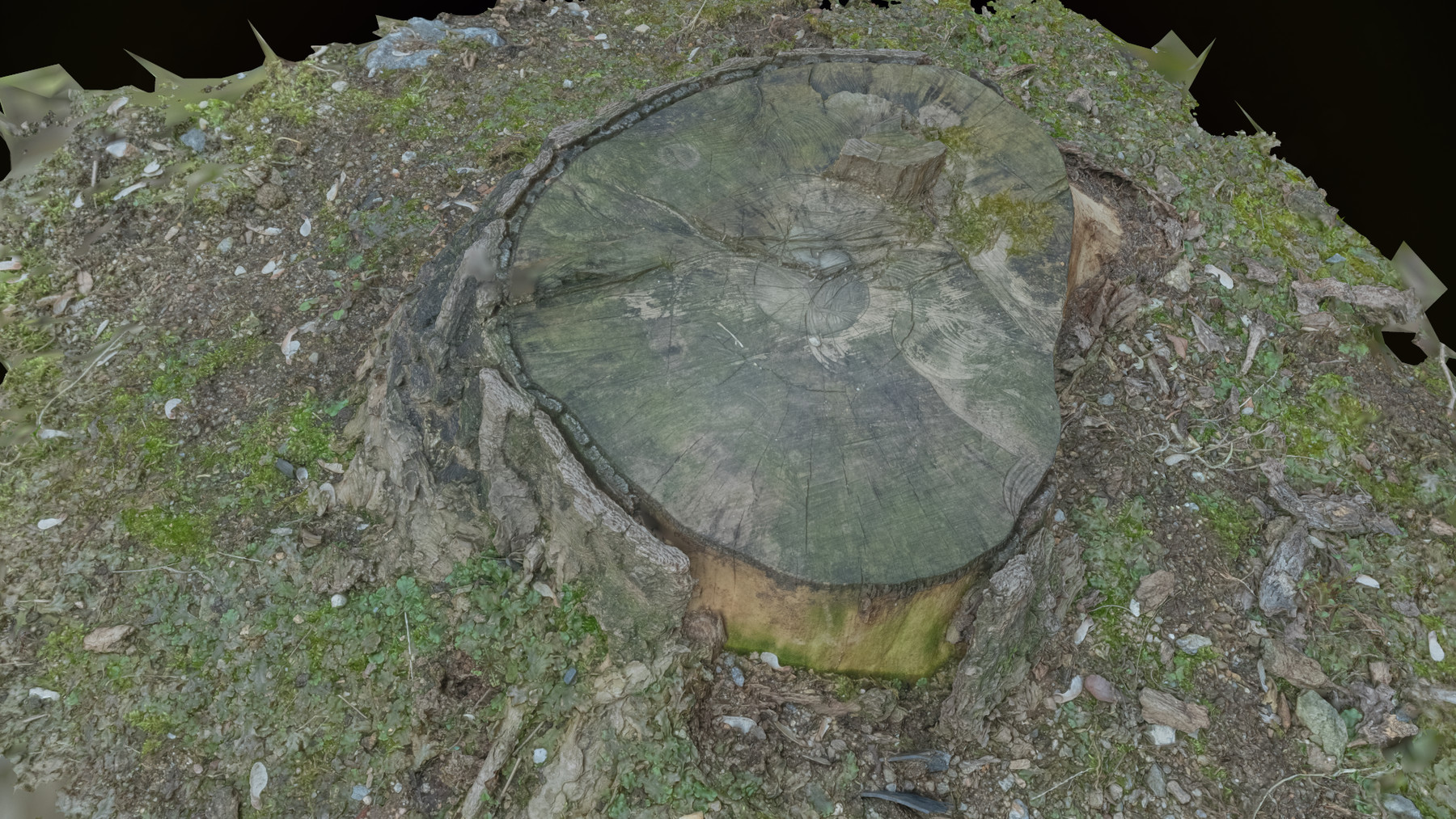 ArtStation - Photoscan_Broken Tree_0002_only HighPoly Mesh (16K Texture ...