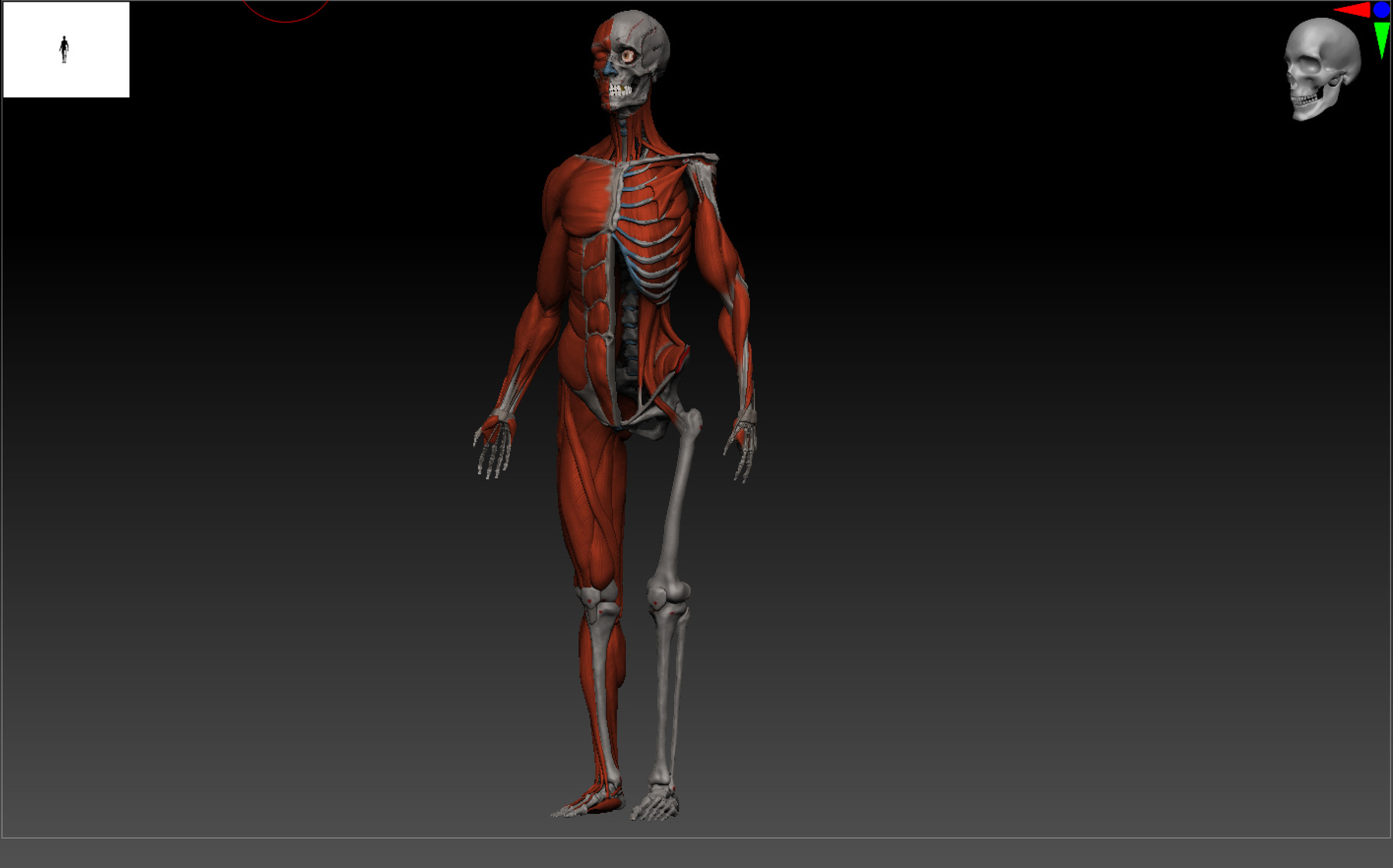 ArtStation - Skeleton & Muscles Study | Resources