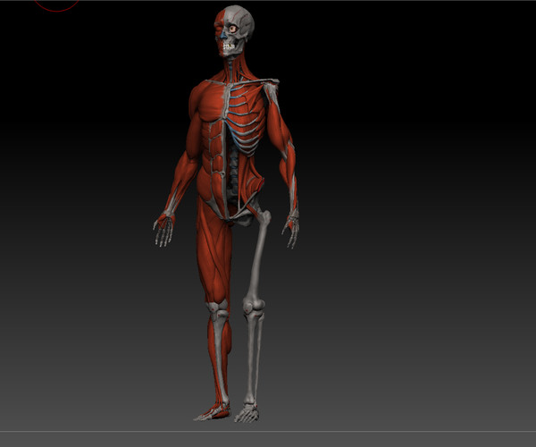 ArtStation - Skeleton & Muscles Study | Resources